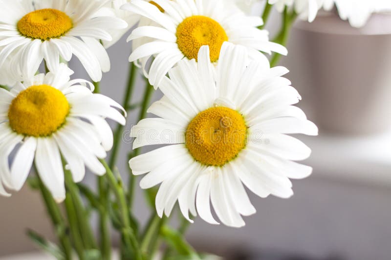A Bouquet of Large Daisies in a Vase on a White Background. Medium Plan ...