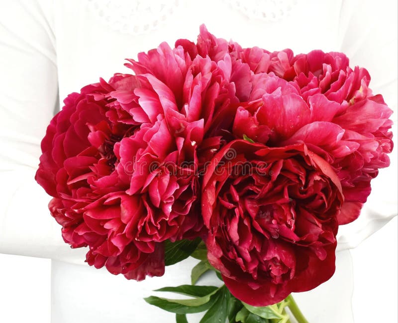 Bouquet of Large Red Peonies Stock Photo - Image of splendid, wonderful ...