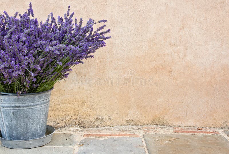 Bouquet of Lavender in a Metal Bucket Stock Image - Image of organic ...
