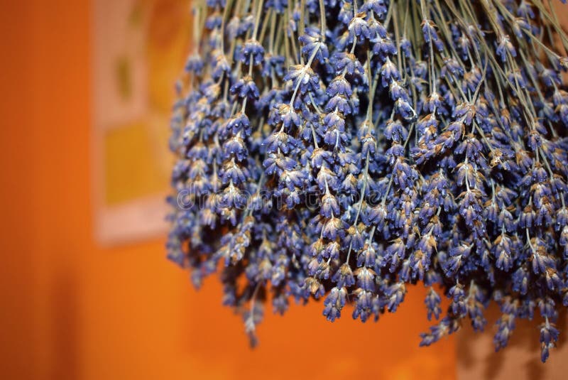 Bouquet of levander stock image. Image of organic, essential - 153041765