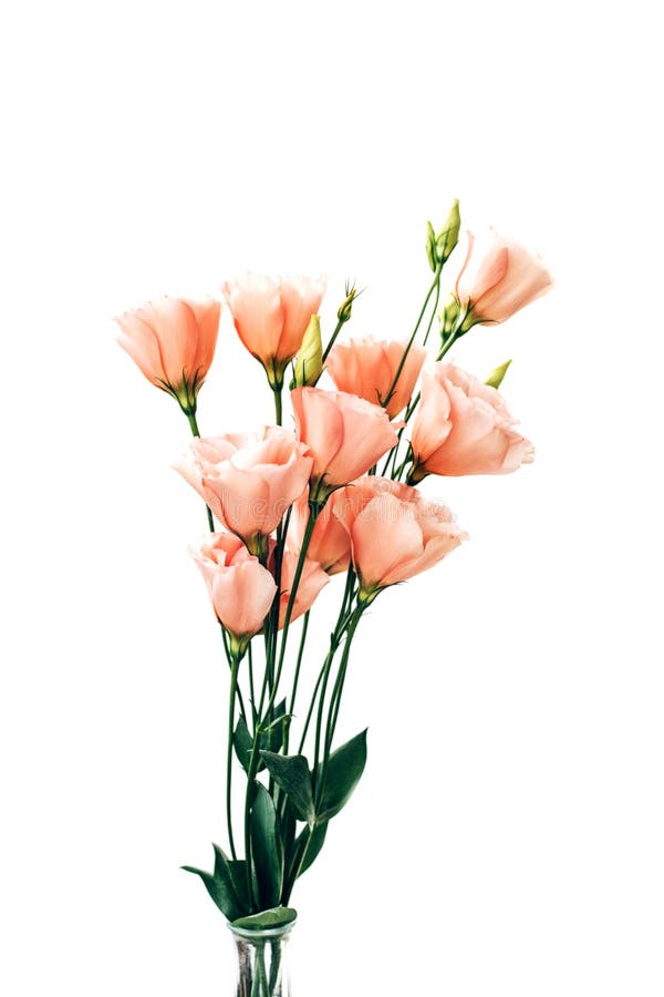 Eustoma isolated stock photo. Image of isolated, nature - 141583368