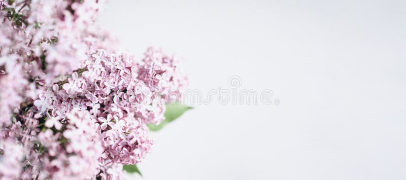 Bouquet lilac banner stock image. Image of gift, banner - 248855089