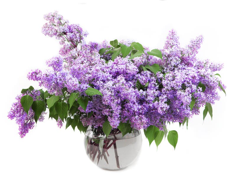Bouquet of lilacs stock photo. Image of vase, bunch - 211408538
