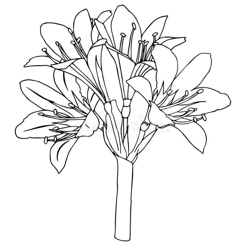 Bouquet of Lilies in Doodle Style. Openwork Illustration on White ...