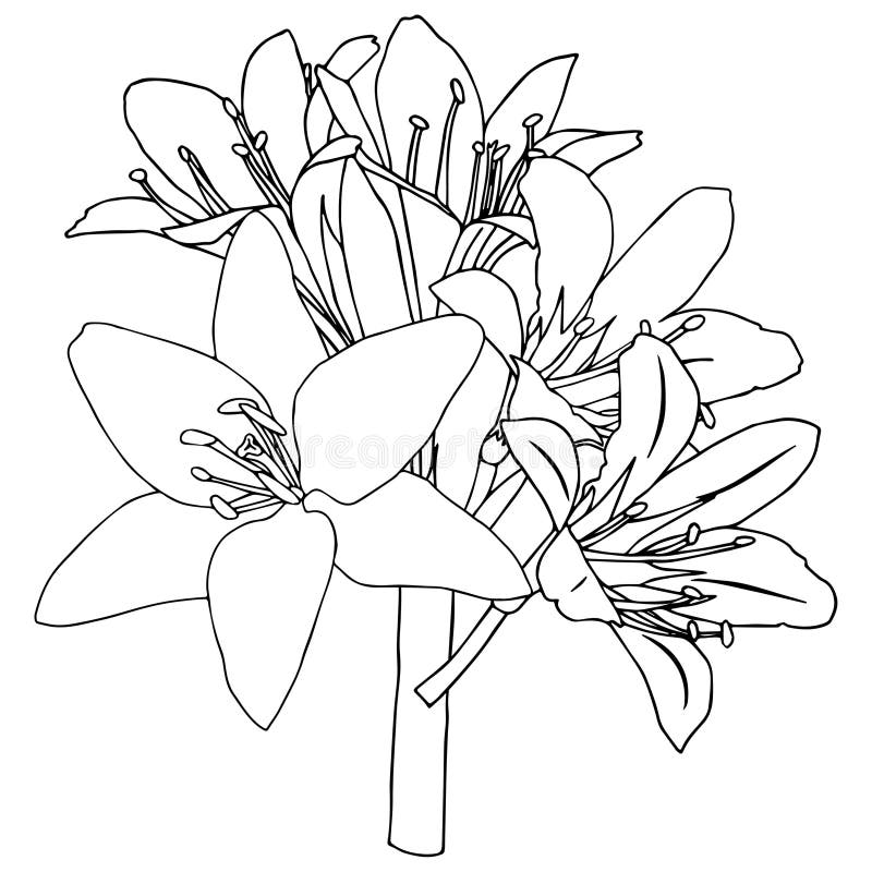 Bouquet of Lilies in Doodle Style. Openwork Illustration on White ...