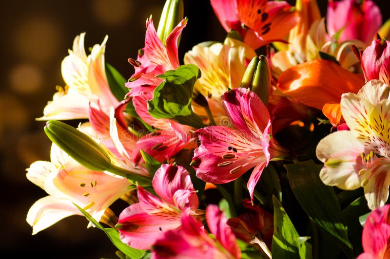 Bouquet of lilies stock photo. Image of petals, pretty - 76974392