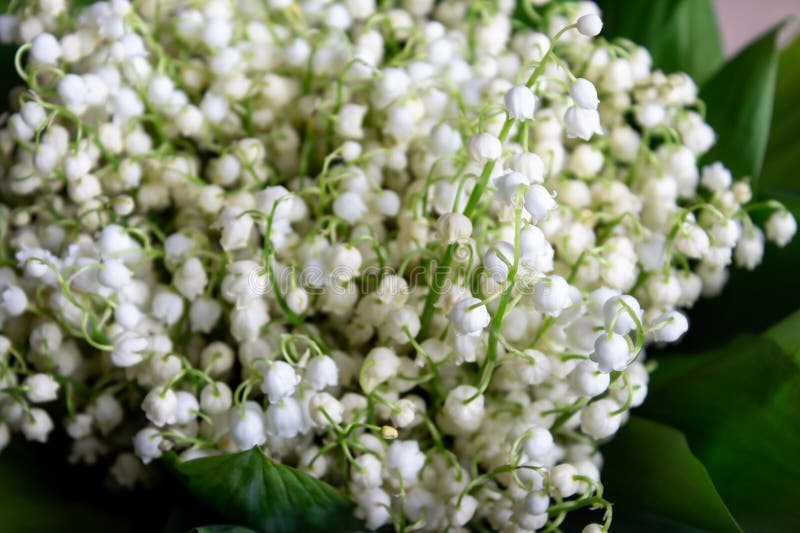 Bouquet of Lilies of the Valley Close Up, Top View Stock Photo - Image ...