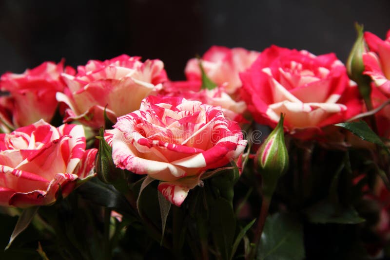Bouquet of little roses stock photo. Image of ornamental - 64901594