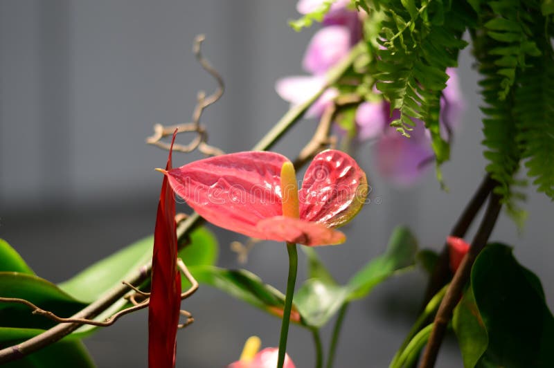 Bouquet of Live Flowers Collected in the Composition Stock Image ...