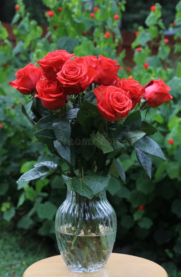 Bouquet of Long Stem Roses in Glass Vase Stock Photo - Image of ...