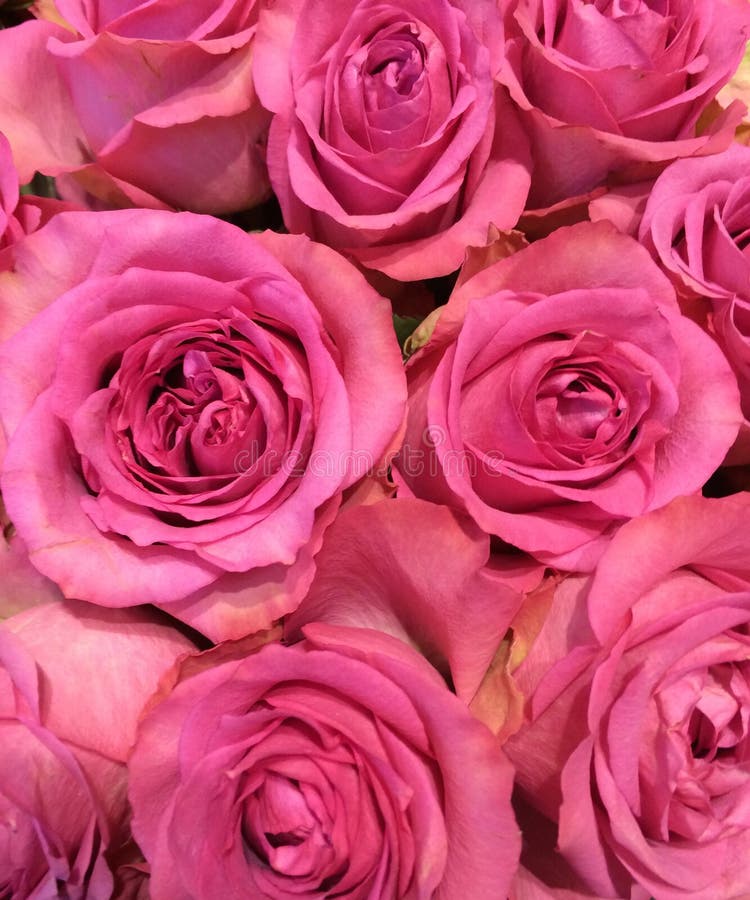 Bouquet of magenta roses stock photo. Image of floweret - 48499994