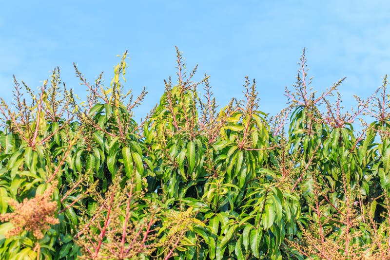 Bouquet of mango flower stock photo. Image of healthy - 37632644