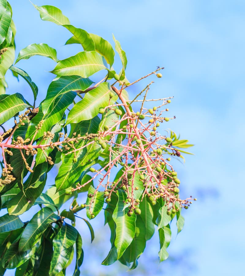 Bouquet of mango flower stock image. Image of healthy - 37654233