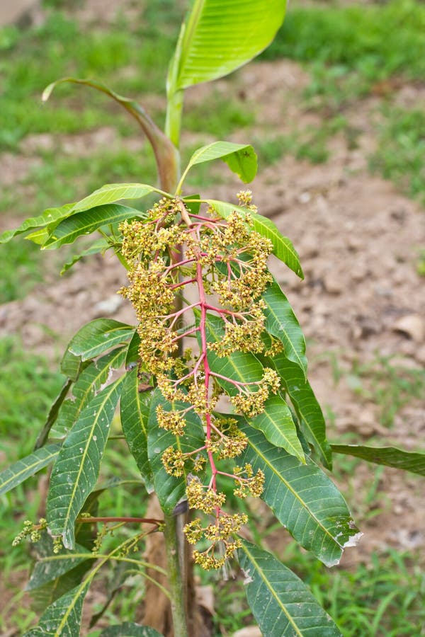 Bouquet of Mango(inflorescence ) Stock Image - Image of leaves, fresh ...
