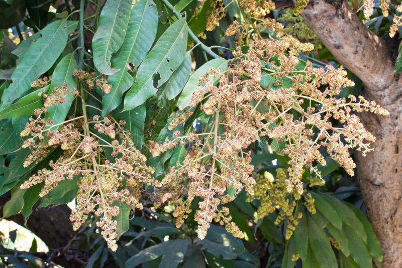 Bouquet of mango. stock image. Image of product, dessert - 37456471
