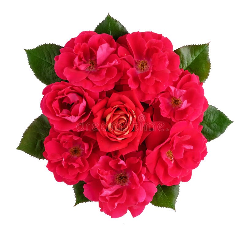 Bouquet of Many Red Roses Isolated on White. Stock Photo - Image of ...