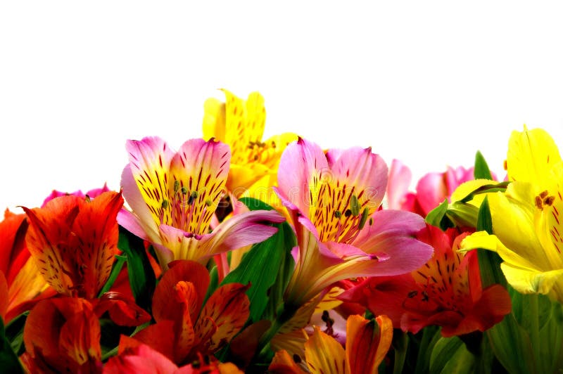 Bouquet of Miniature Day Lilies Stock Photo - Image of blossom, bouquet ...