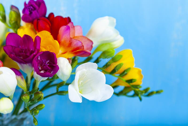 Bouquet of Multi-colored Freesias Stock Photo - Image of gift, freesia ...