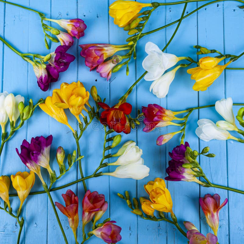 Bouquet of Multi-colored Freesias on a Blue Background Stock Image ...