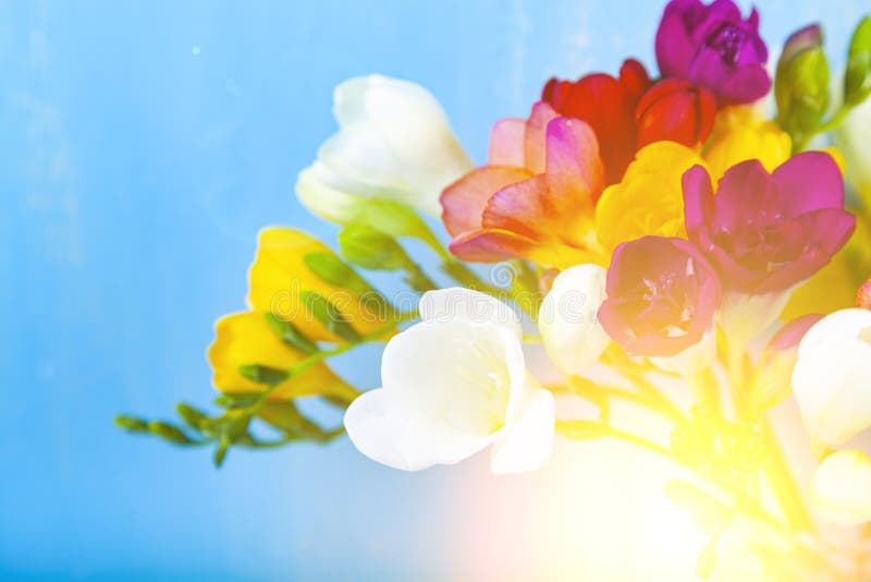 Bouquet of Multi-colored Freesias Stock Image - Image of leaf, branch ...