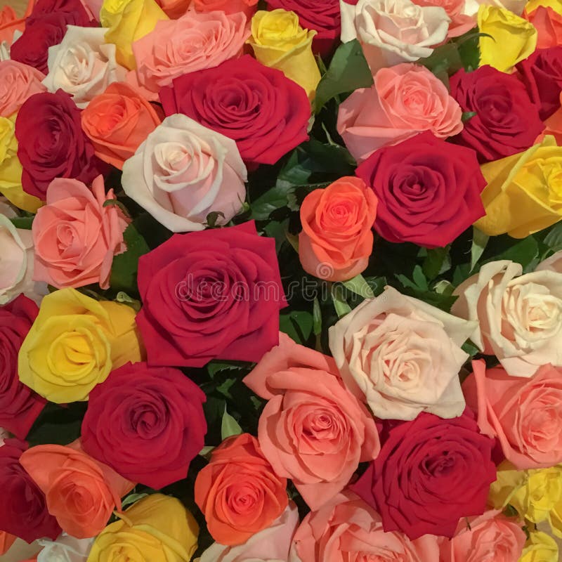 Bouquet of Multi-colored Roses Close-up. 101 Roses. Mother`s Day. Stock ...