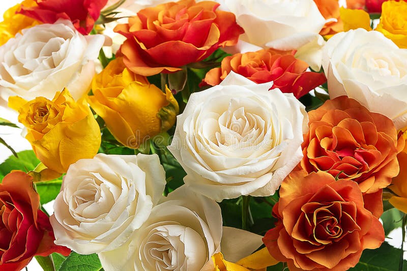 Bouquet of Multi-colored Roses. Isolate Stock Photo - Image of wedding ...
