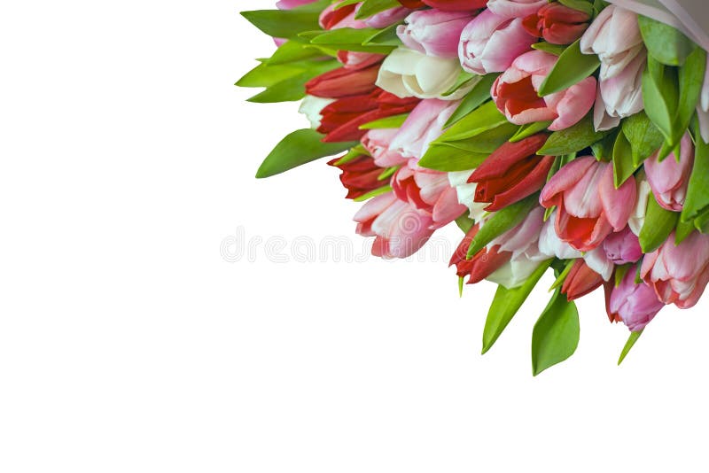 Bouquet of Multi-colored Spring Tulip Flowers Isolate on Transparent ...