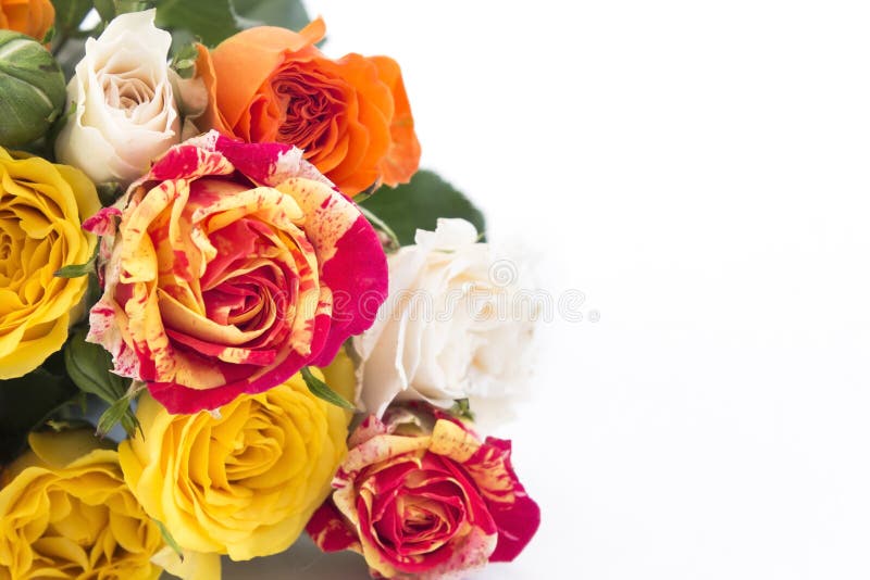 Multicolored roses stock image. Image of love, rose, pink - 48496885