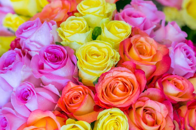 Bouquet of Multicolored Roses. Stock Photo - Image of celebration ...