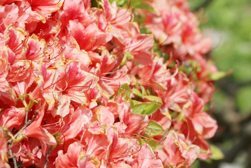 Bouquet of Old Rose Color Flower Stock Photo - Image of summer, beauty ...