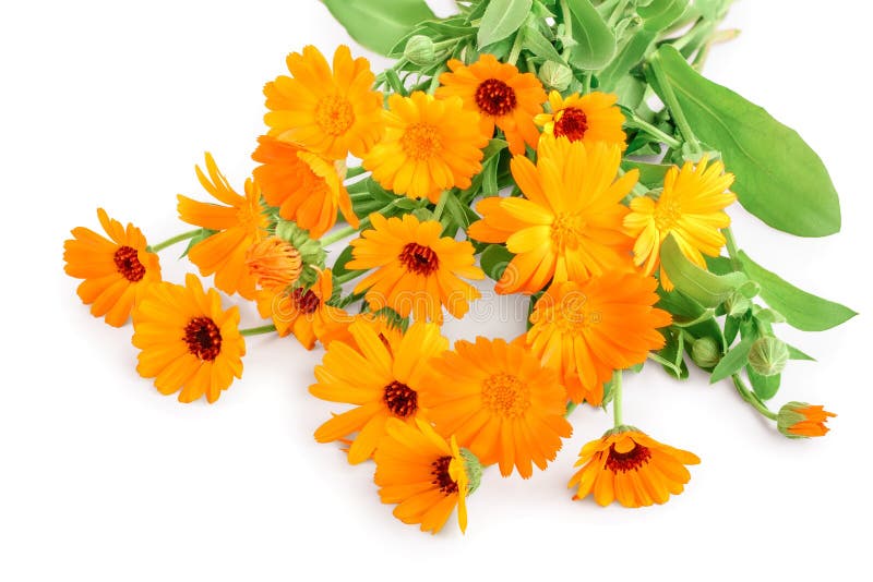Calendula Bouquet Stock Photos - Download 2,204 Royalty Free Photos