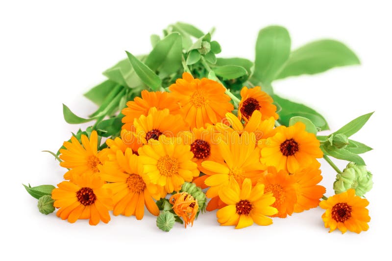 Bouquet of Orange Calendula Flowers Isolated on White Background ...