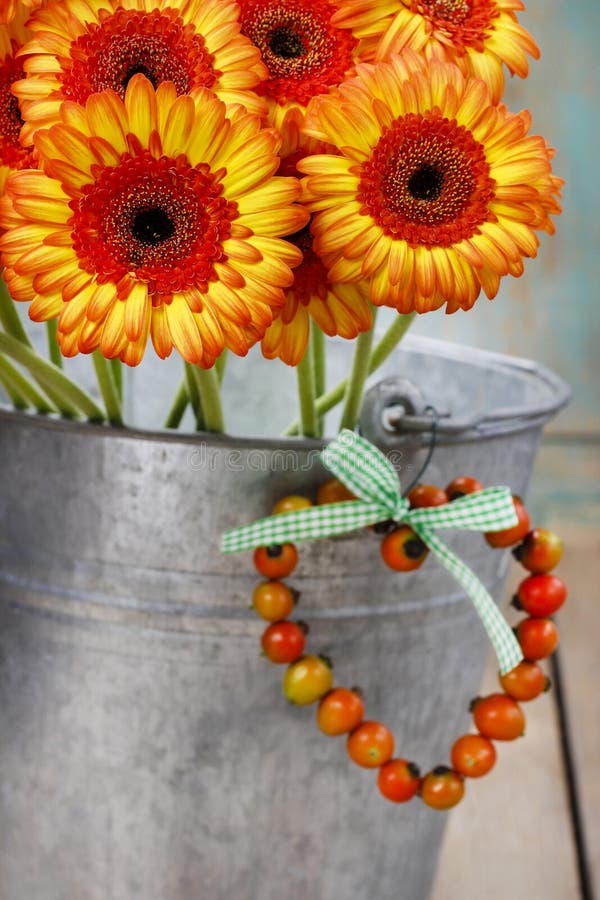 Bouquet of Orange Gerbera Daisies in Silver Bucket Stock Photo - Image ...