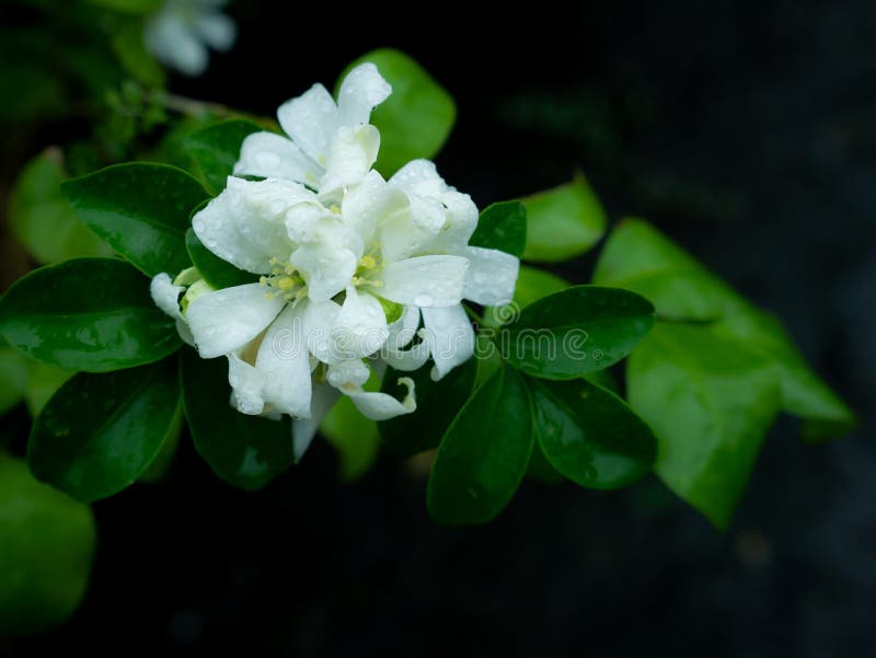 Bouquet of Orange Jessamine Flowers Blooming Stock Image - Image of ...