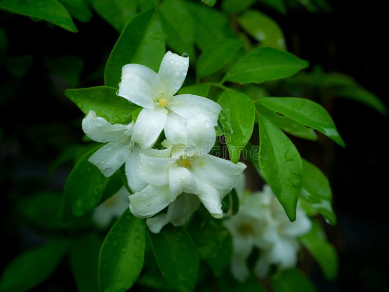 Bouquet of Orange Jessamine Flowers Blooming Stock Image - Image of ...