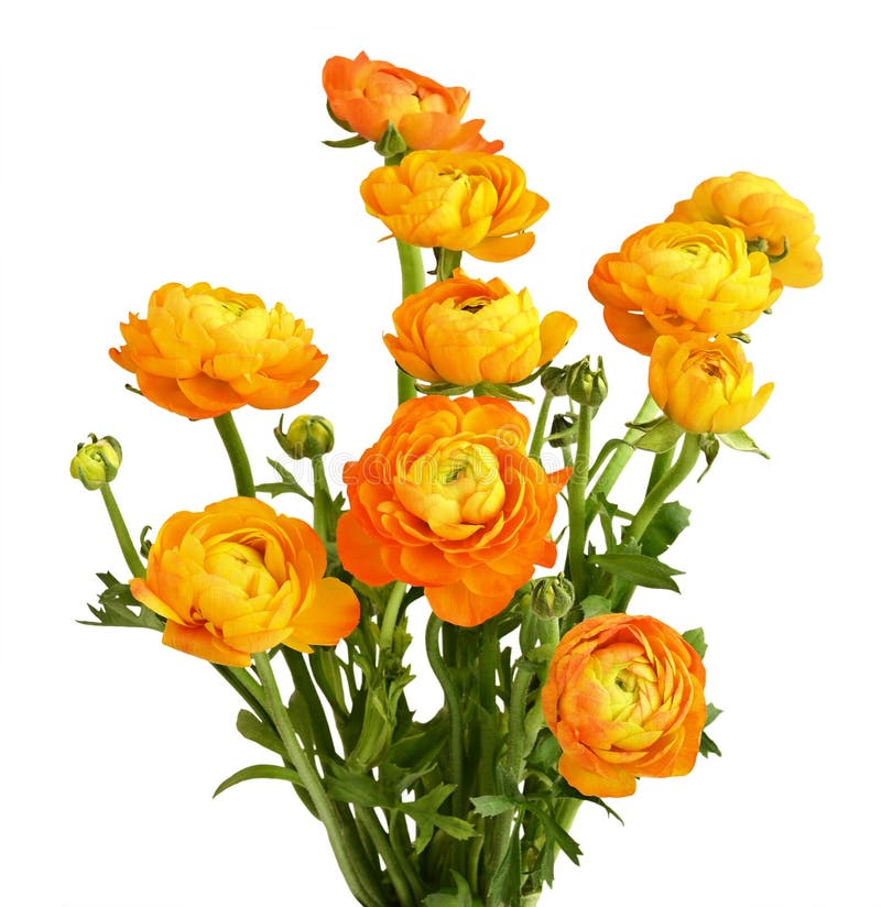 Bouquet of Orange Ranunculus Flowers Stock Photo - Image of flower ...