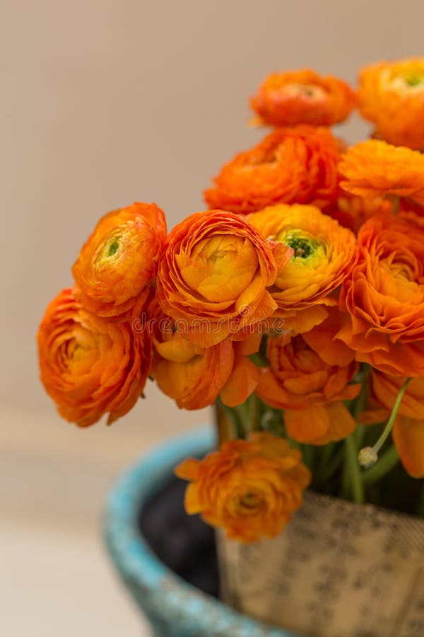 Bouquet of Orange Ranunculus Stock Photo - Image of space, nature ...