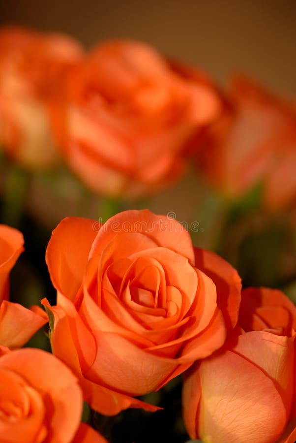 Bouquet of orange roses stock photo. Image of bouquet - 2508606