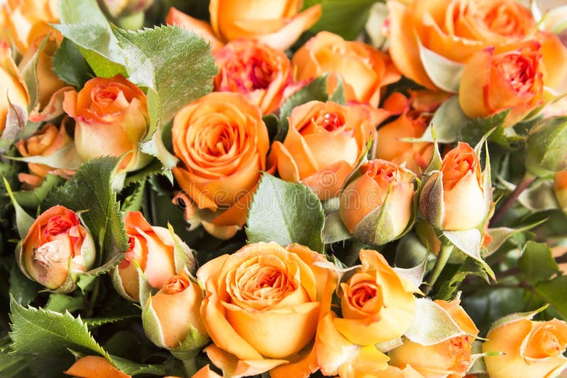 Bouquet of Orange Roses stock photo. Image of gift, nature - 94400972
