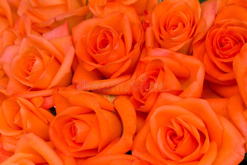 Peach Rose Bouquet stock photo. Image of bunch, peach - 19092830