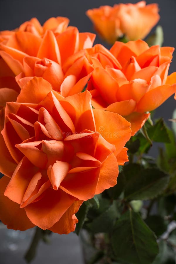 Bouquet with Orange Roses on the Rustic Background Stock Photo - Image ...