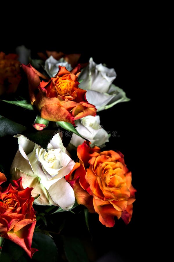 Bouquet of Orange and White Roses on a Black Backdrop Stock Image ...