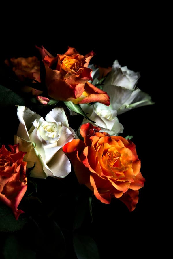 Bouquet of Orange and White Roses on a Black Backdrop Stock Image ...