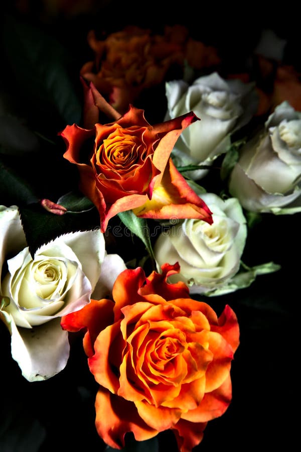 Bouquet of Orange and White Roses on a Black Backdrop Stock Photo ...