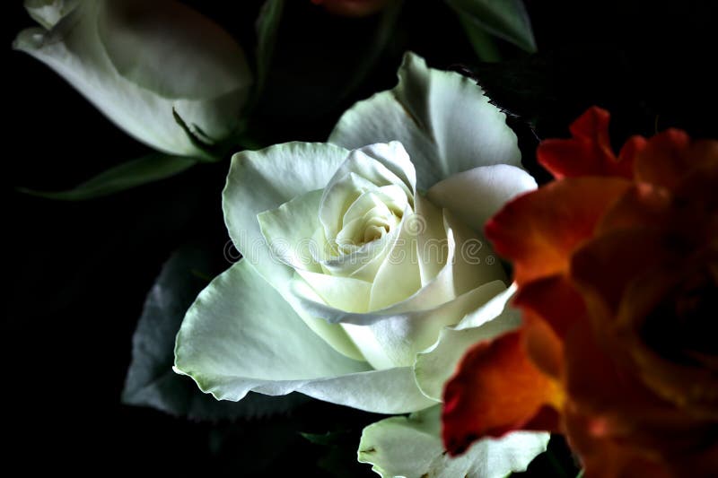 Bouquet of Orange and White Roses on a Black Backdrop Stock Image ...