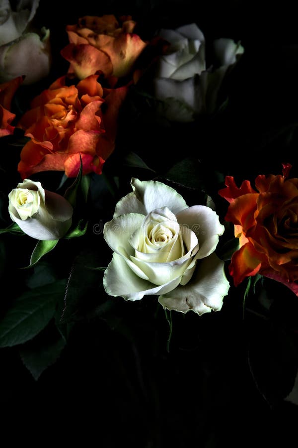 Bouquet of Orange and White Roses on a Black Backdrop Stock Photo ...