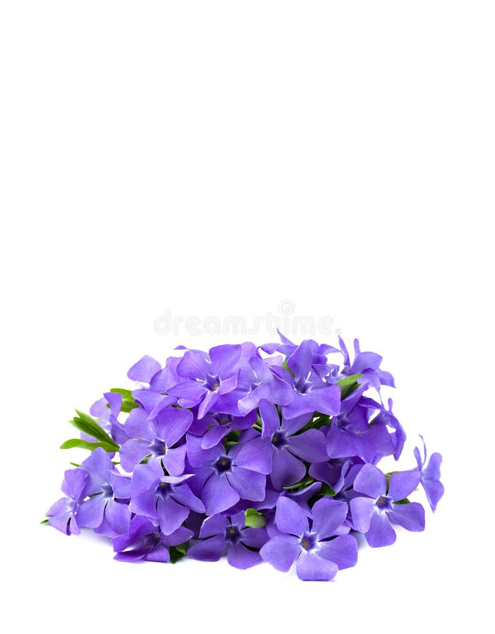 Bouquet of Periwinkle on White Background with Space for Text Stock ...
