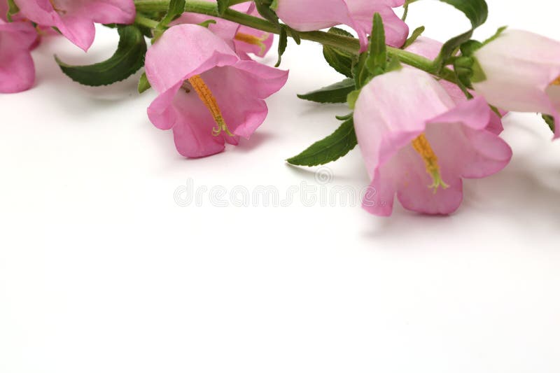 Bouquet of Pink Bellflower Isoltwd on a White Background with Copy ...