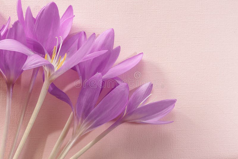 A Bouquet of Pink Crocuses on a Pink Textured Background. Stock Photo ...