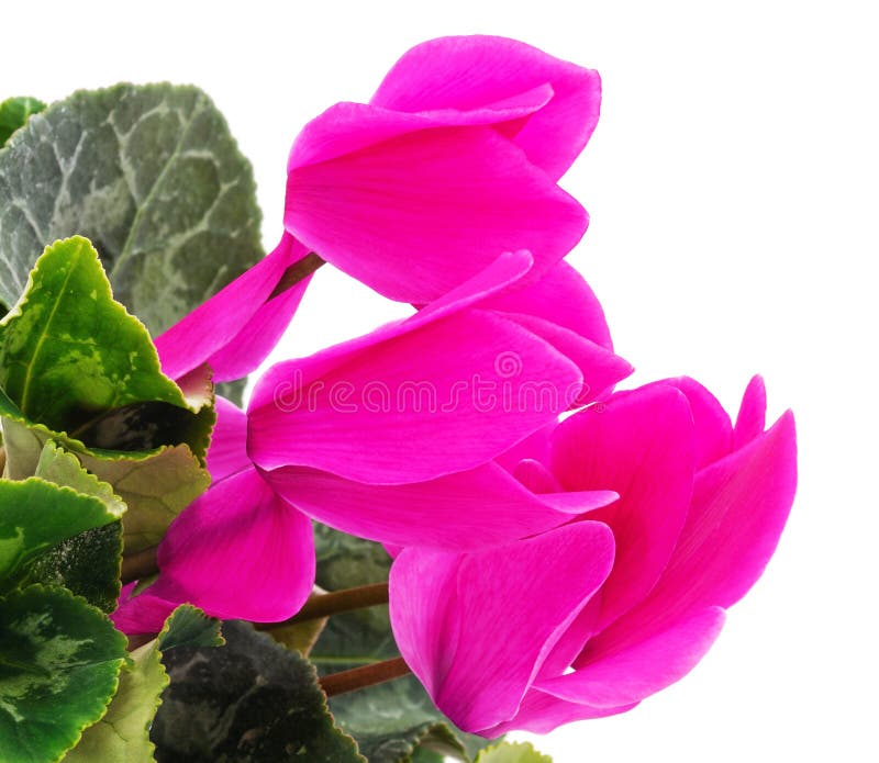 Bouquet of pink cyclamen stock photo. Image of flowers - 166454452